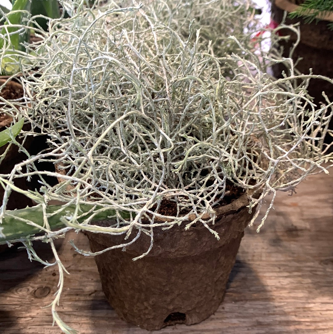 Silver bush – Ferme Thuya